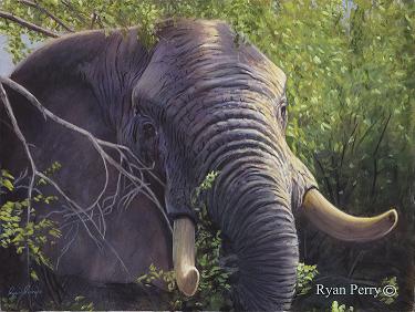 Ryan Perry - Wildlife Artist